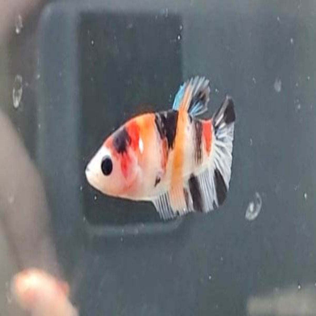 Nemo Female Betta – Nano Tanks Australia Aquarium Shop