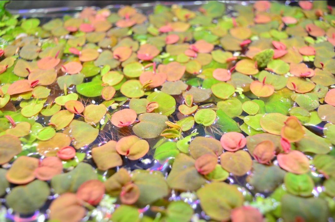 Red Root Floaters – Nano Tanks Australia
