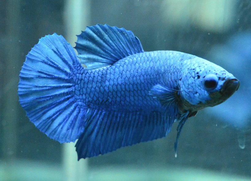 Royal Blue Halfmoon Plakat Male Betta – Nano Tanks Australia