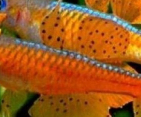 AUSSIE NATIVE: Blue Eyes Pseudomugils – Nano Tanks Australia