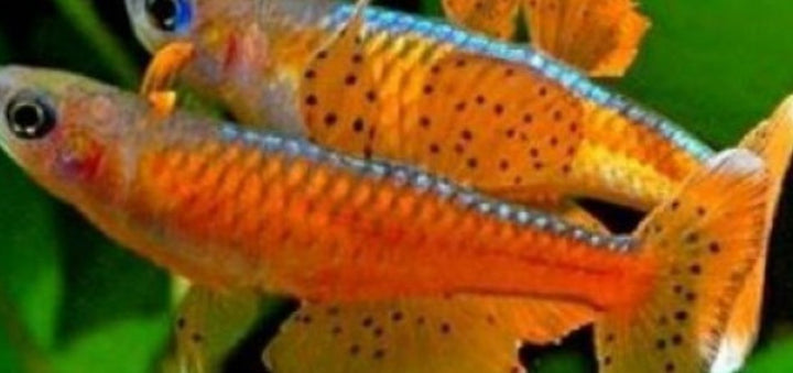 AUSSIE NATIVE: Blue Eyes Pseudomugils – Nano Tanks Australia