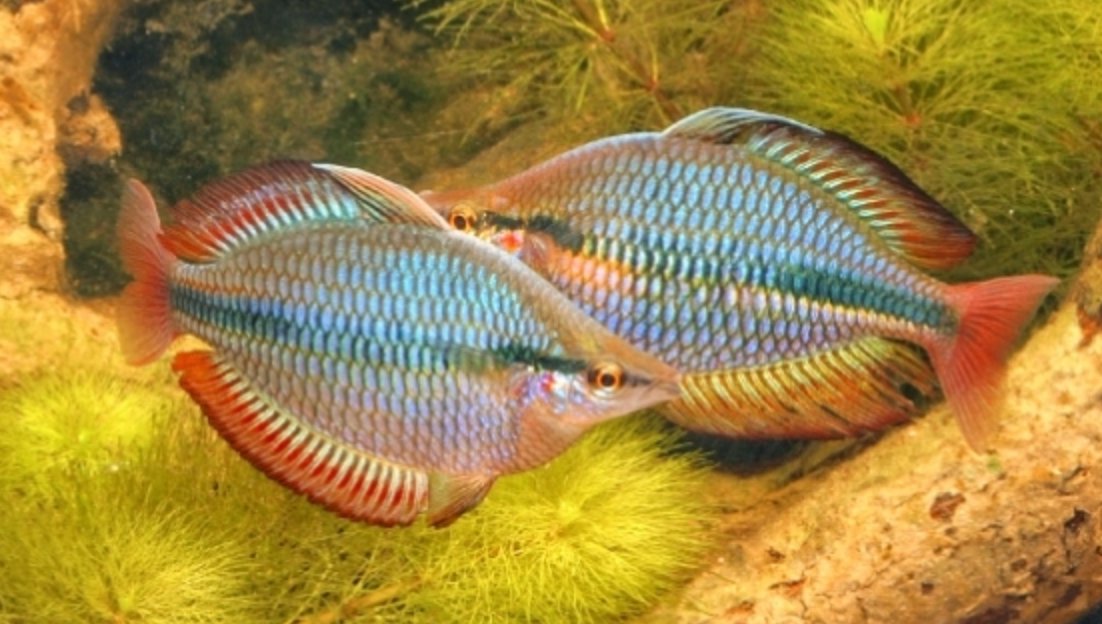 AUSSIE NATIVE: Rainbowfish – Nano Tanks Australia Aquarium Shop