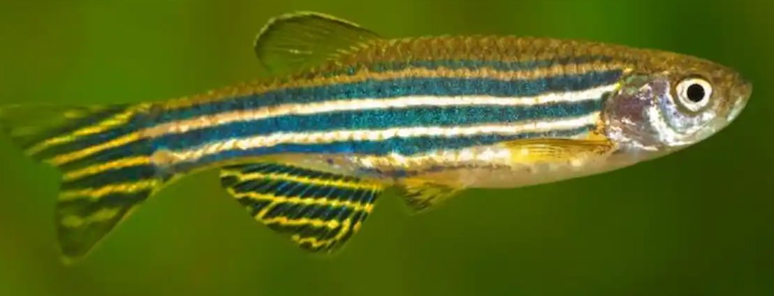 Danios – Nano Tanks Australia