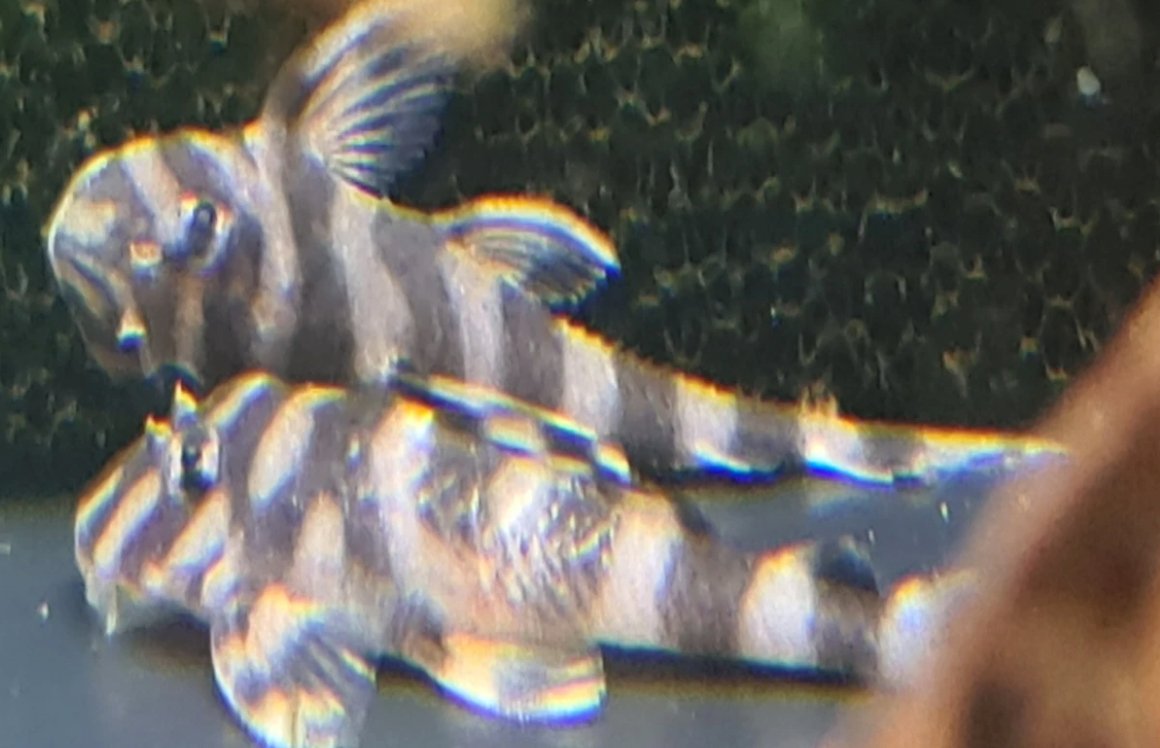 Plecos, Bristlenose, Whiptails and L Numbers – Nano Tanks Australia