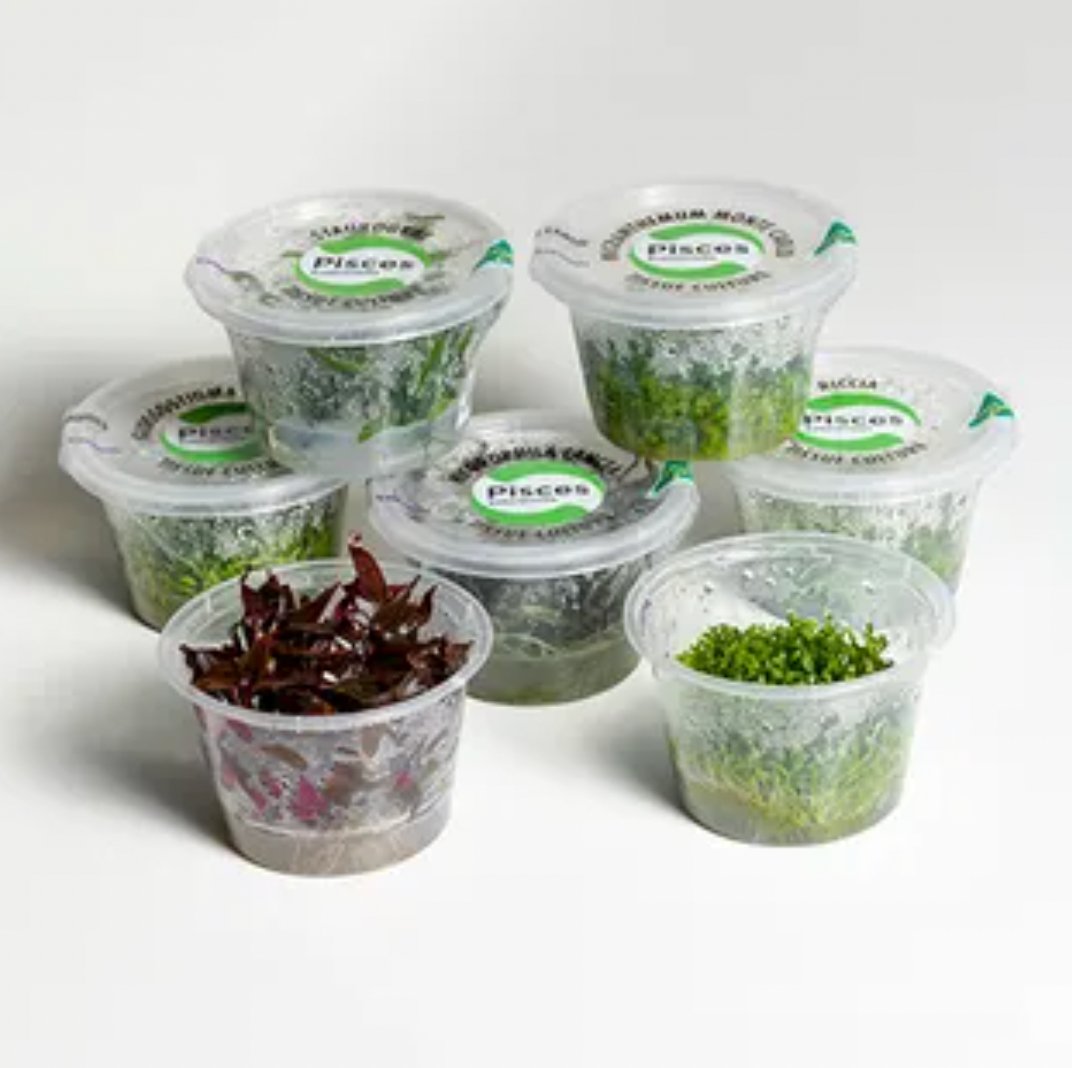 Tissue Cultures in Australia – Nano Tanks Australia