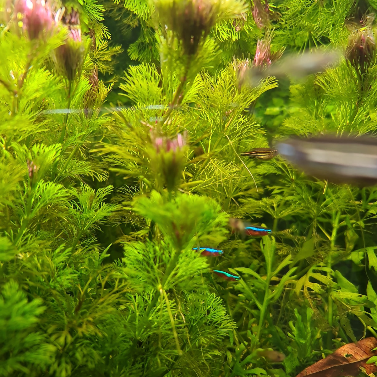 Ambulia bunch in a terracotta pot – Nano Tanks Australia