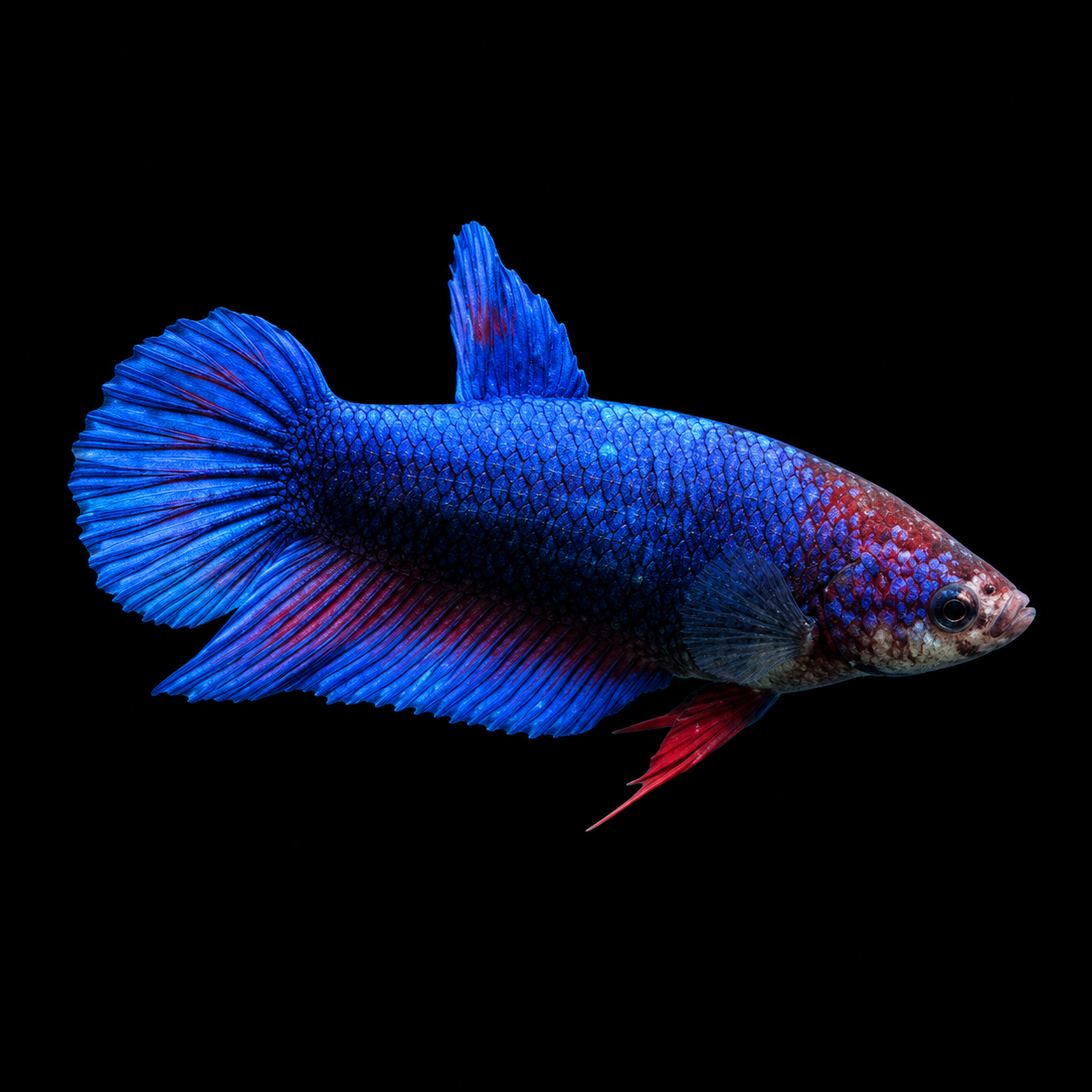 2BT26 - [ARRIVED 1-JUL-2026] Halfmoon Female Betta – Nano Tanks Australia