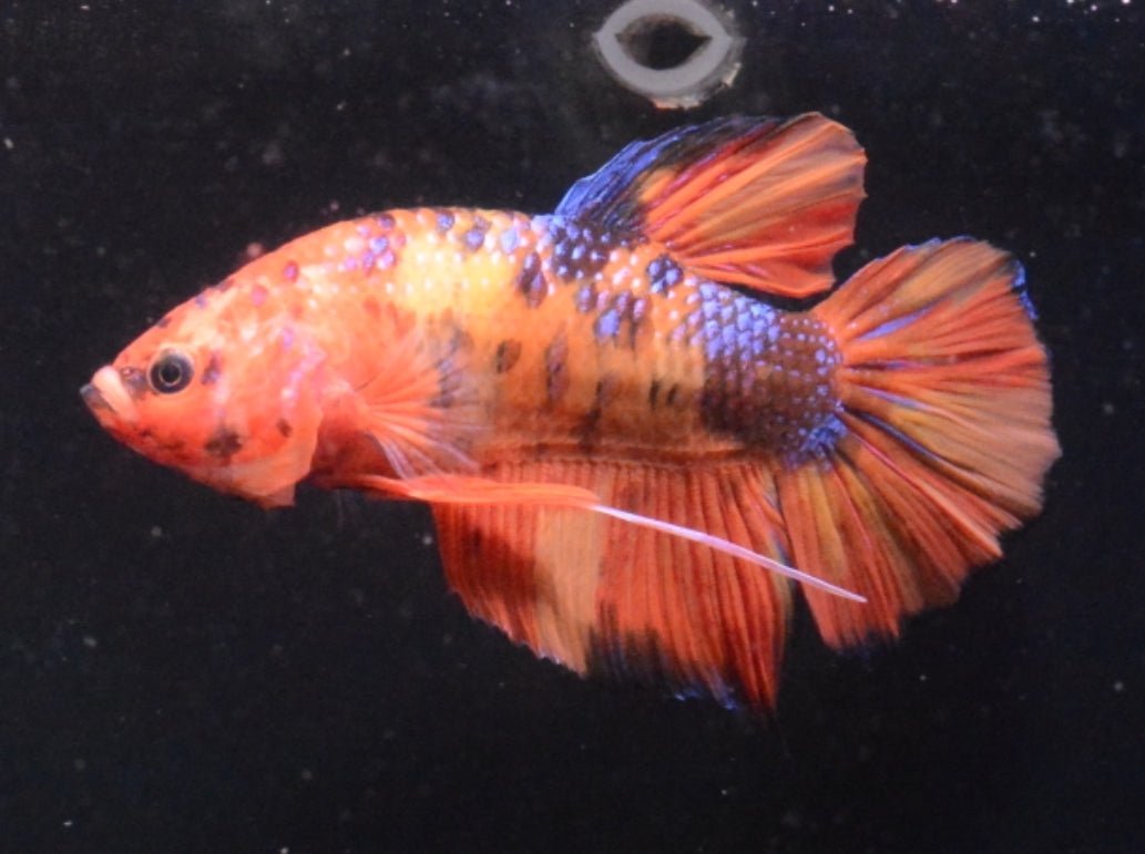 5BT21 - Nemo Koi Giant Halfmoon Plakat Male Betta – Nano Tanks ...