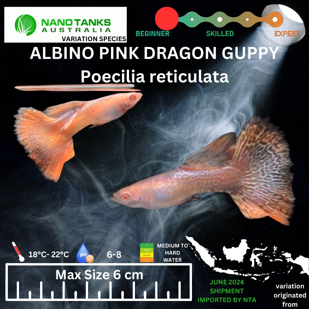 Albino Pink Dragon Guppy (Sold as pairs) – Nano Tanks Australia ...