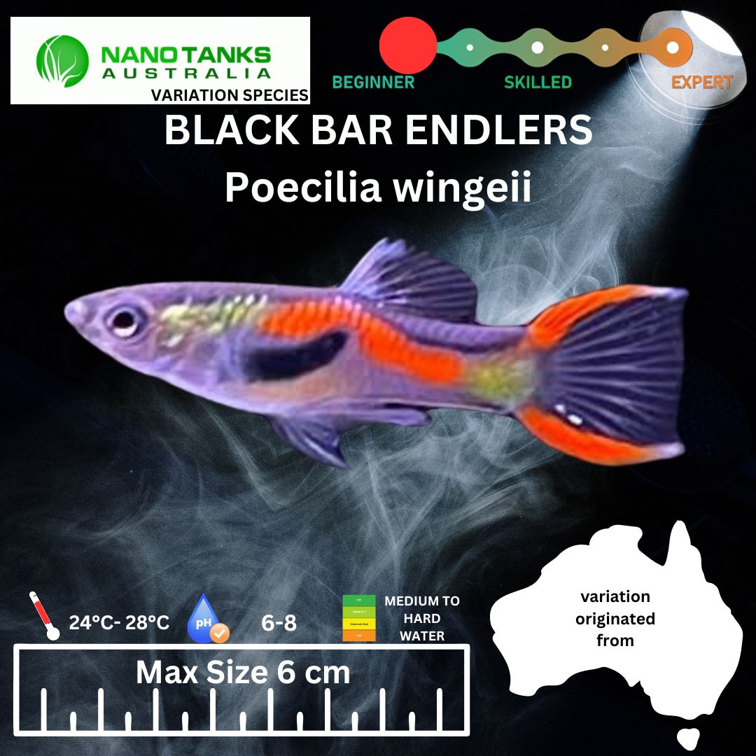 Black Bar Endlers Price per fish – Nano Tanks Australia Aquarium Shop