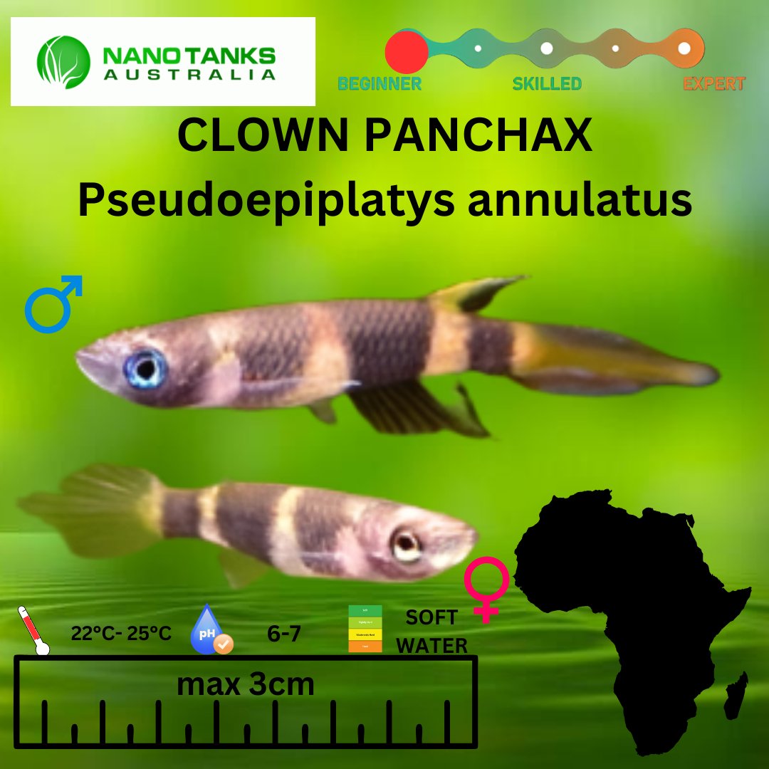Clown Panchax (Killifish) Pseudoepiplatys annulatus Killies Average Si ...