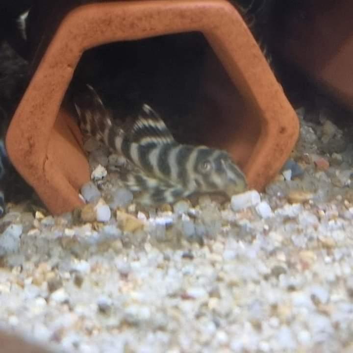 L333 KING TIGER PLECO (SIZE 3CM) – Nano Tanks Australia