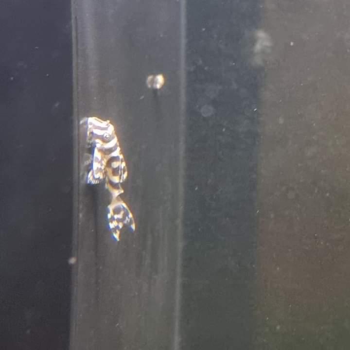 L333 KING TIGER PLECO (SIZE 3CM) – Nano Tanks Australia Aquarium Shop