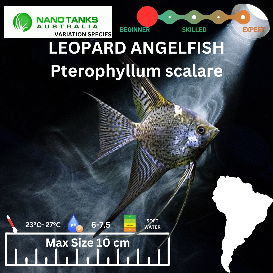 Leopard Angelfish 3.5cm – Nano Tanks Australia Aquarium Shop