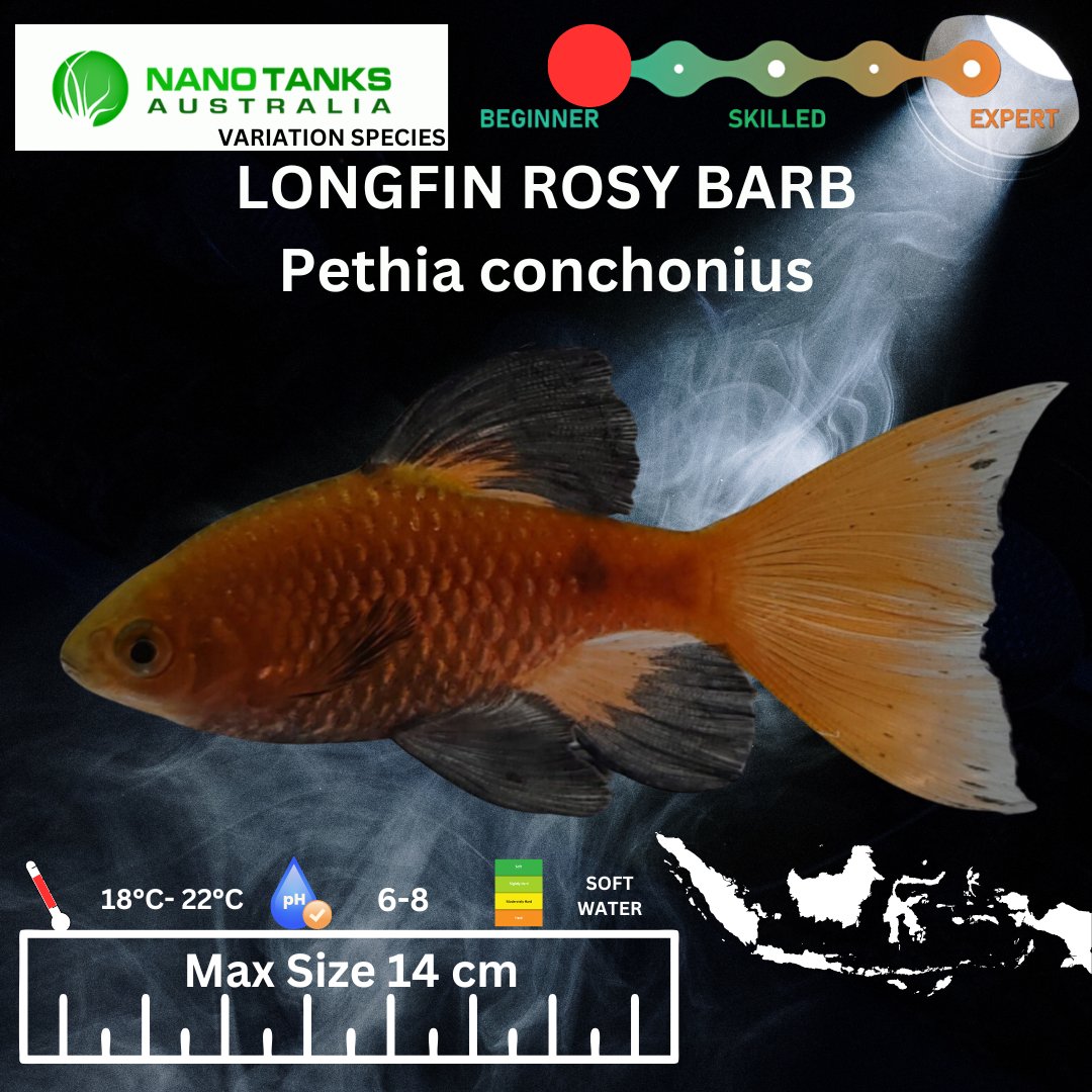Long Fin Rosy Barbs Pethia conchonius 3cm – Nano Tanks Australia