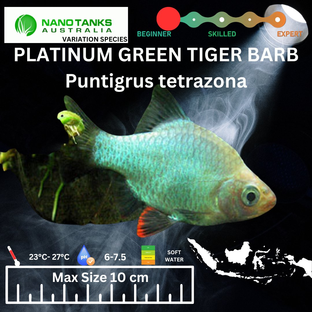 Platinum Green Tiger Barbs Puntigrus tetrazona 2-4cm – Nano Tanks Australia