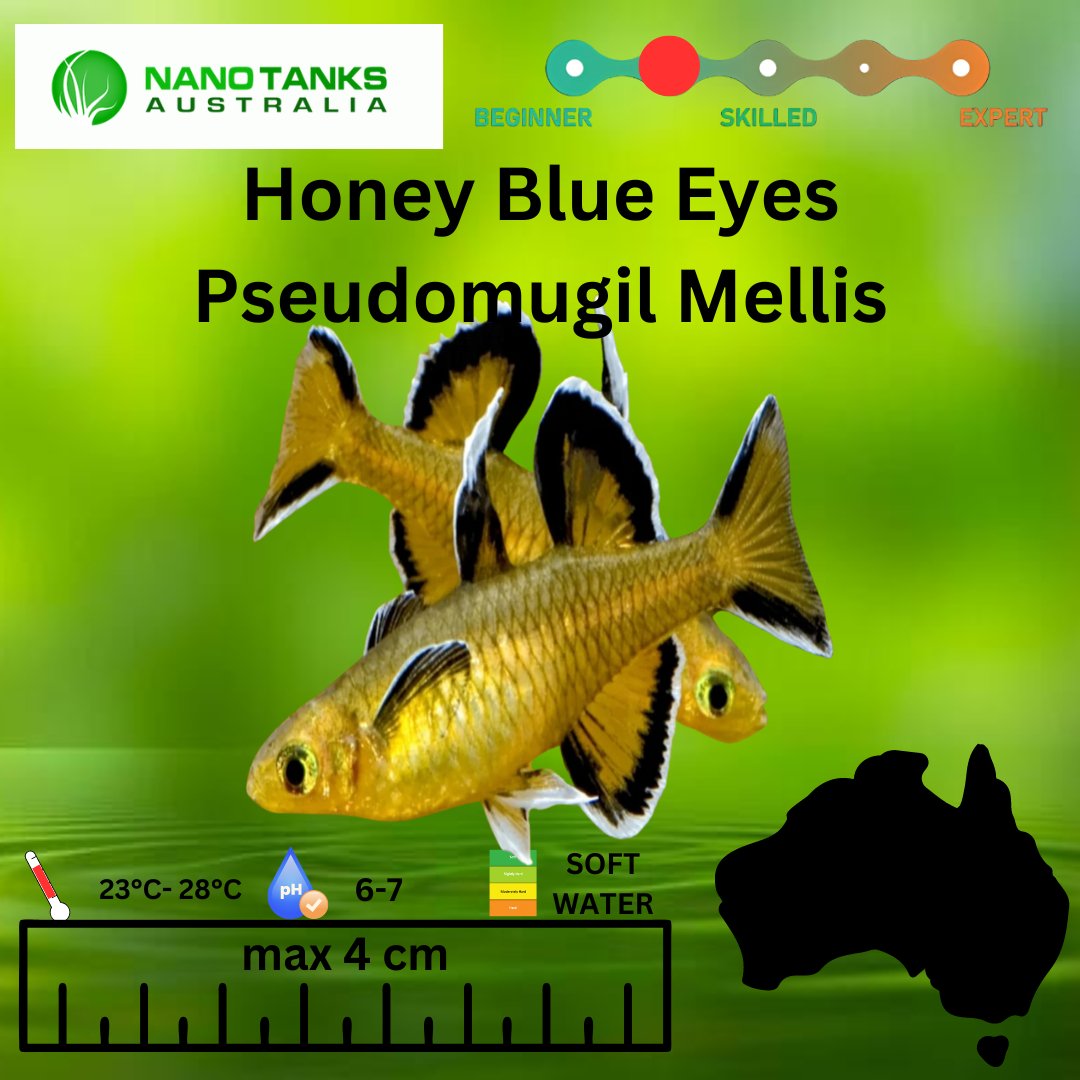 Pseudomugil Mellis Honey Blue Eyes 3cm – Nano Tanks Australia