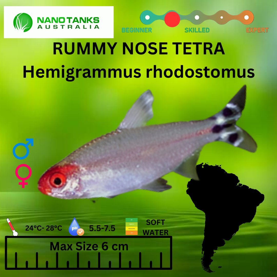 Rummy Nose Tetra 3-5cm – Nano Tanks Australia Aquarium Shop