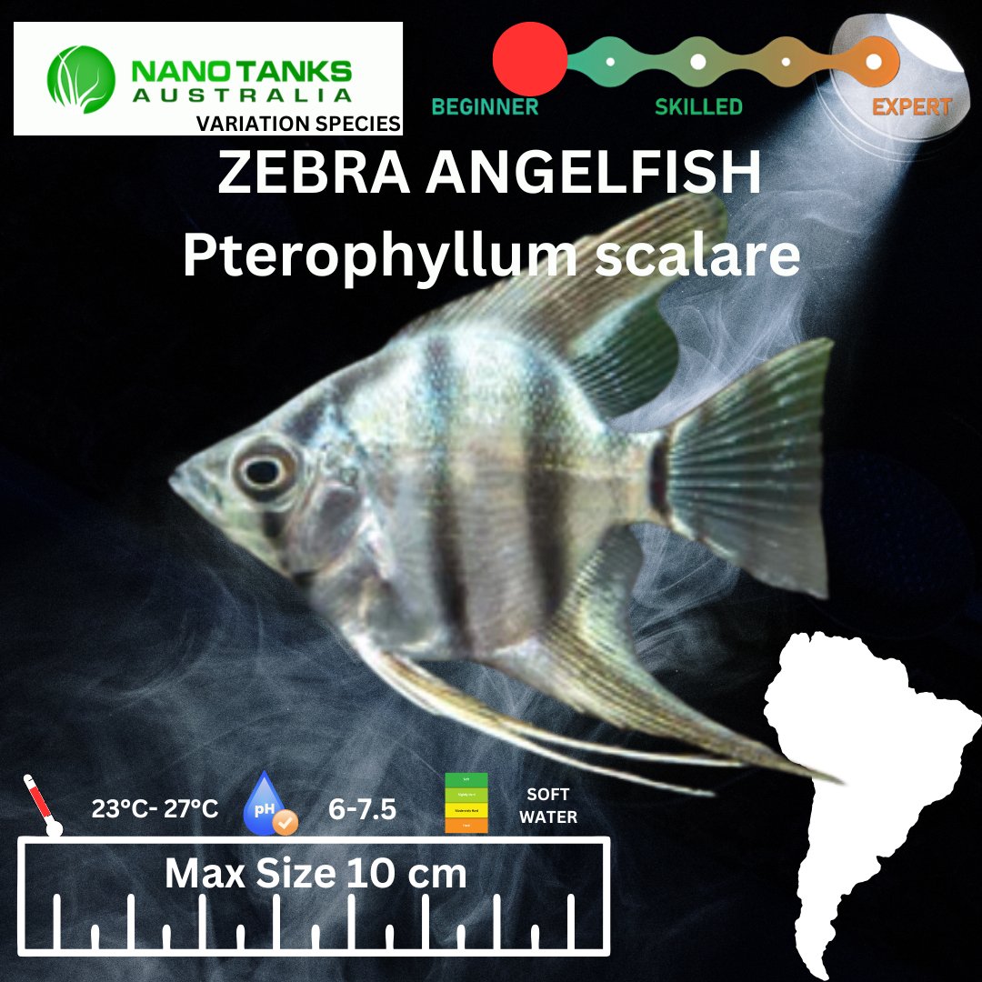 Zebra (Panda) Angel Fish 4-5cm **locate offsite** – Nano Tanks Australia