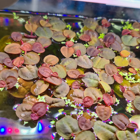 Red Root Floaters – Nano Tanks Australia Aquarium Shop