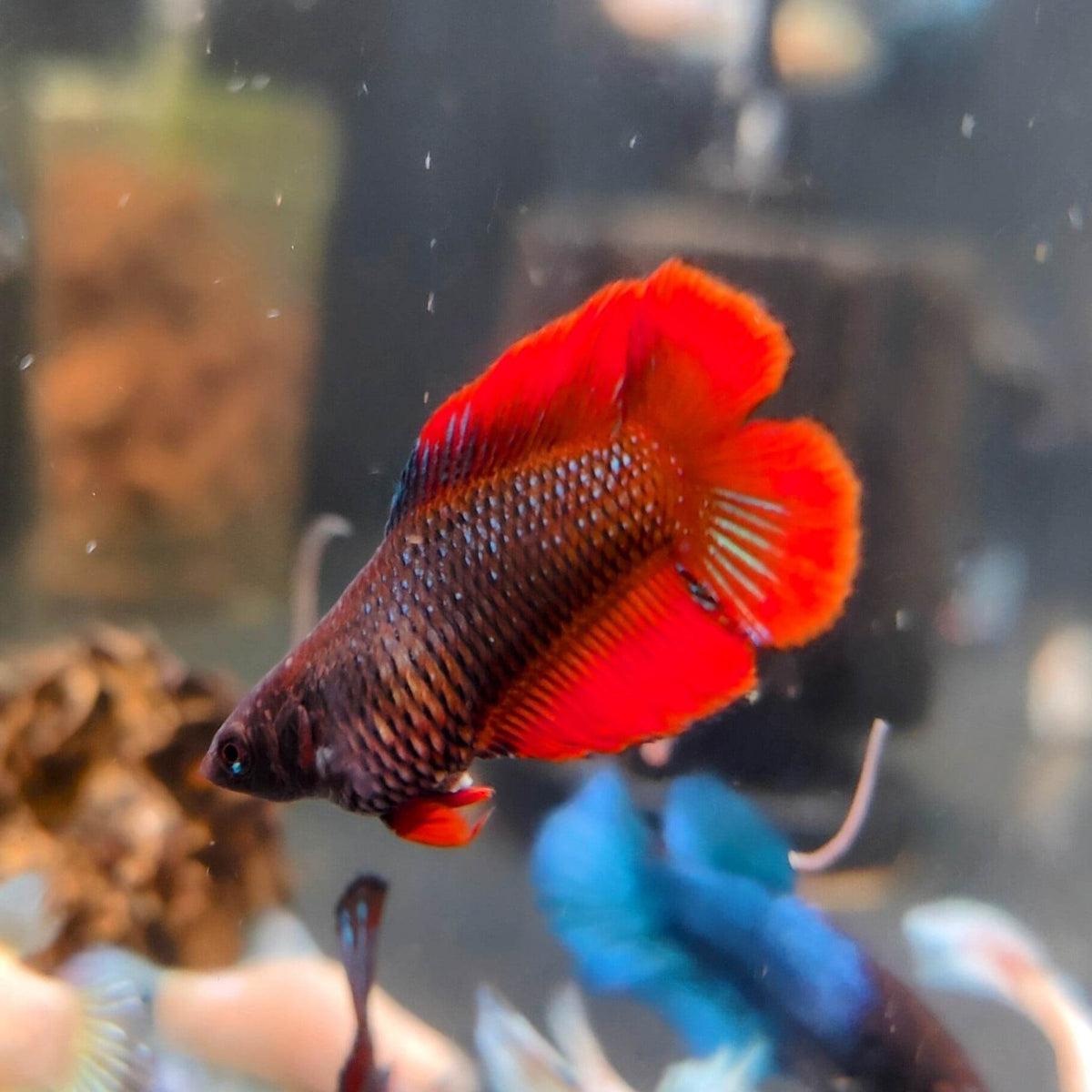 Assorted Betta Halfmoon Female – Nano Tanks Australia Aquarium Shop