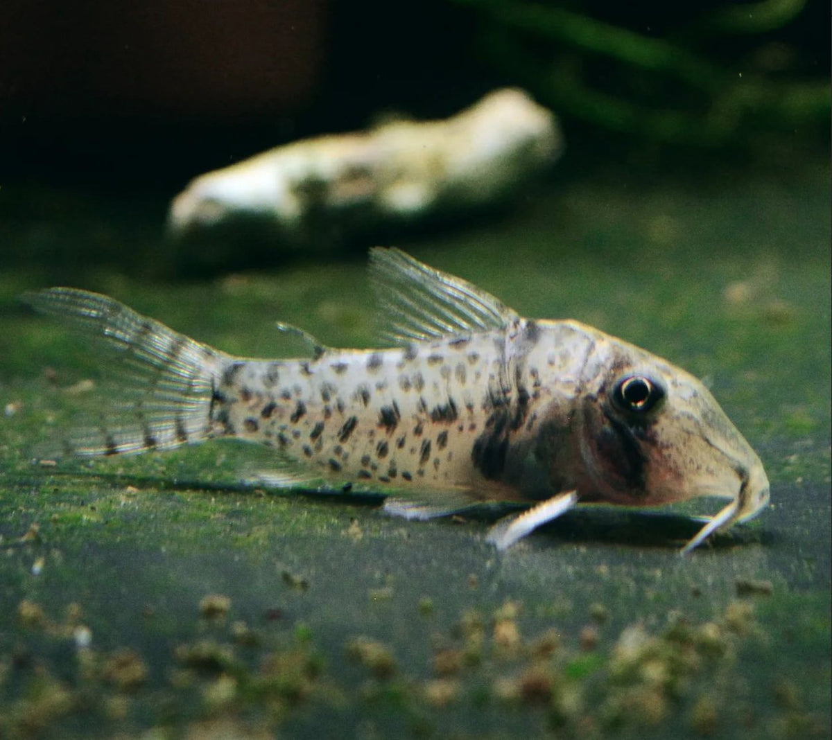 4cm Corydoras Bonita Wild CW111 – Nano Tanks Australia