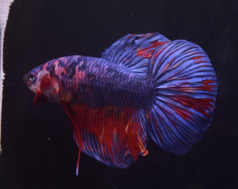 5BT21 - Blue Marble Giant Halfmoon Plakat Male Betta – Nano Tanks ...