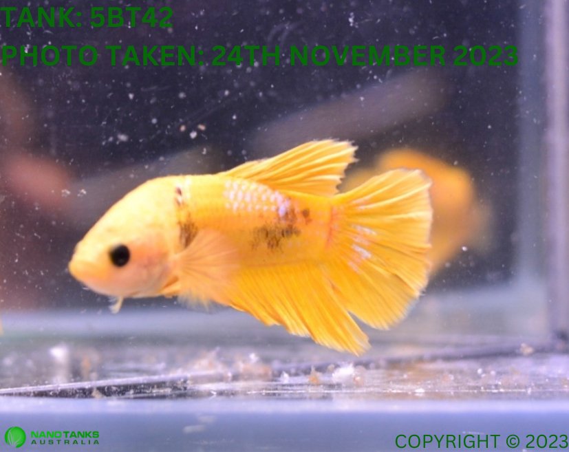 5BT42 - Yellow FCCP Halfmoon Plakat Male Betta – Nano Tanks Australia ...