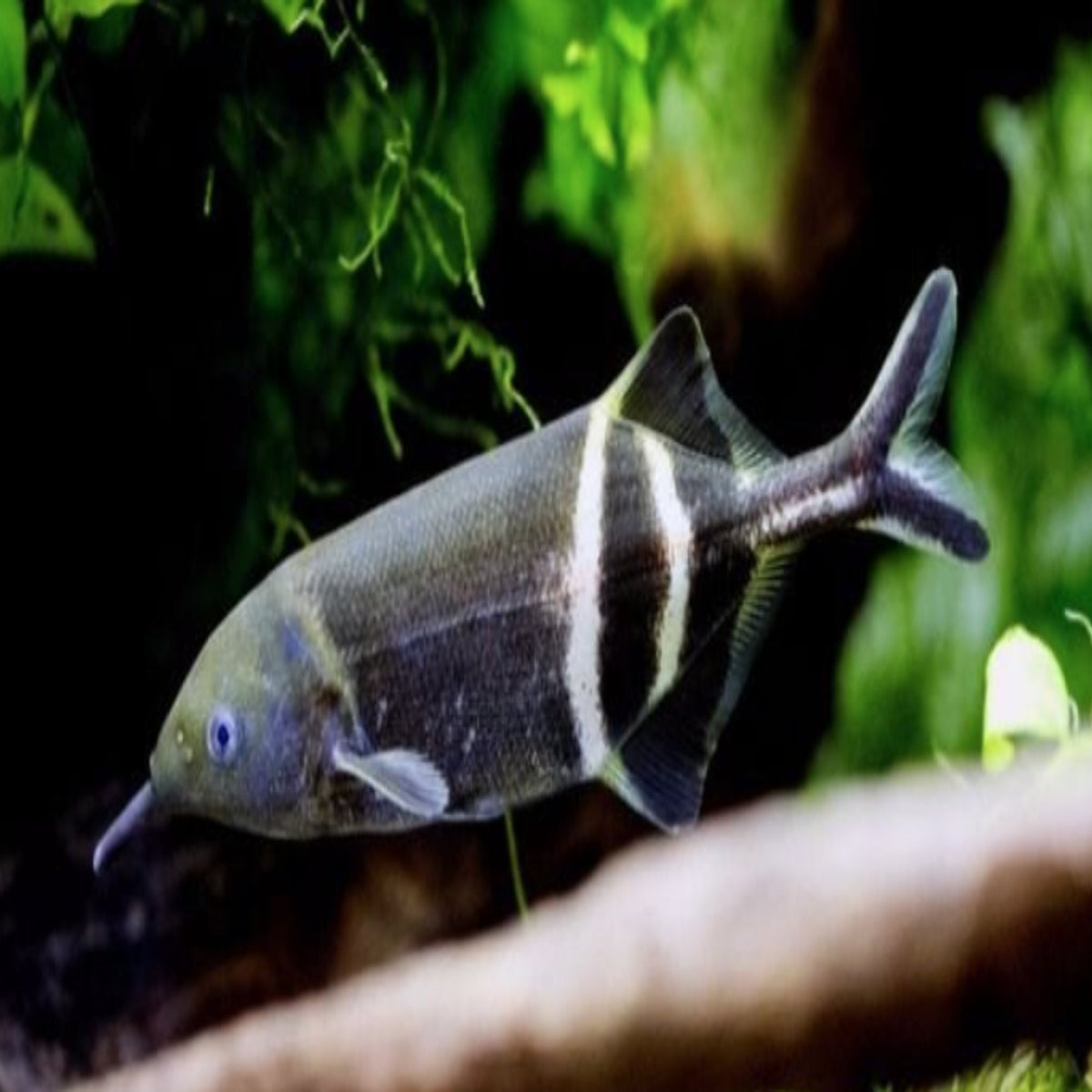 Angolan Elephant Nose Fish 5cm – Nano Tanks Australia