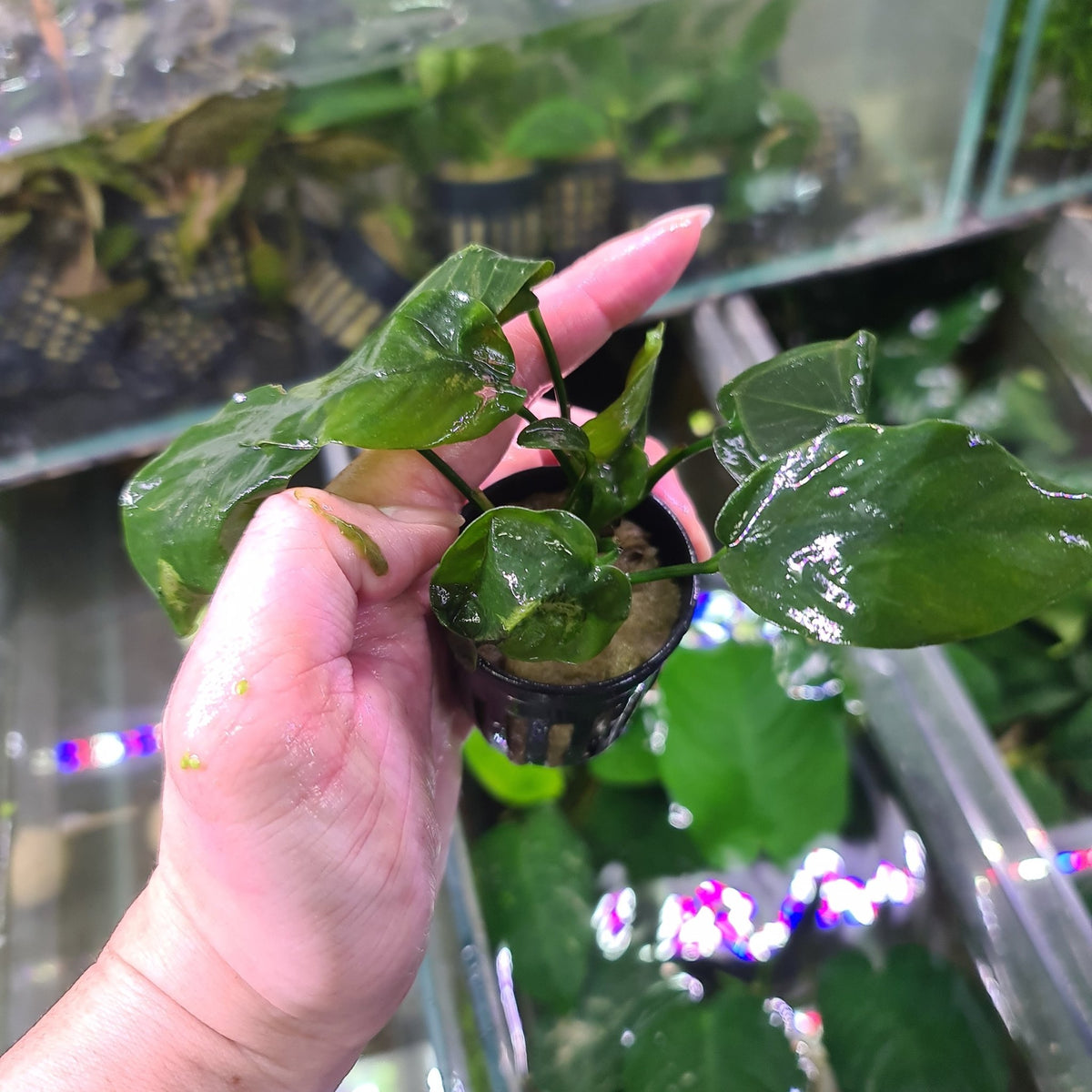 Anubias Nana Bonsai in pot – Nano Tanks Australia Aquarium Shop
