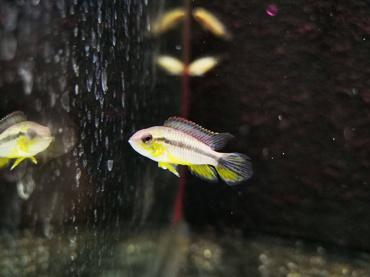 Apistogramma Agassizi Tefe Pearl Blue – Nano Tanks Australia Aquarium Shop