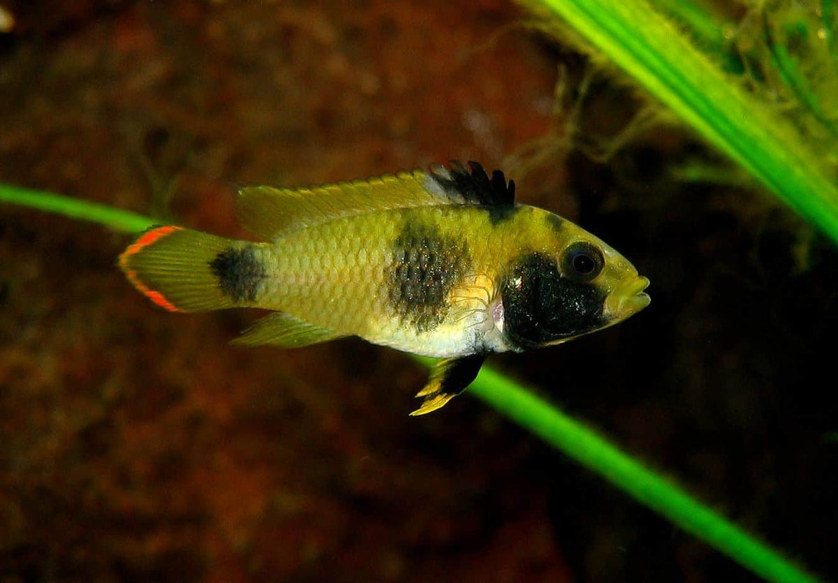 Apistogramma Nijsseni Pair – Nano Tanks Australia Aquarium Shop