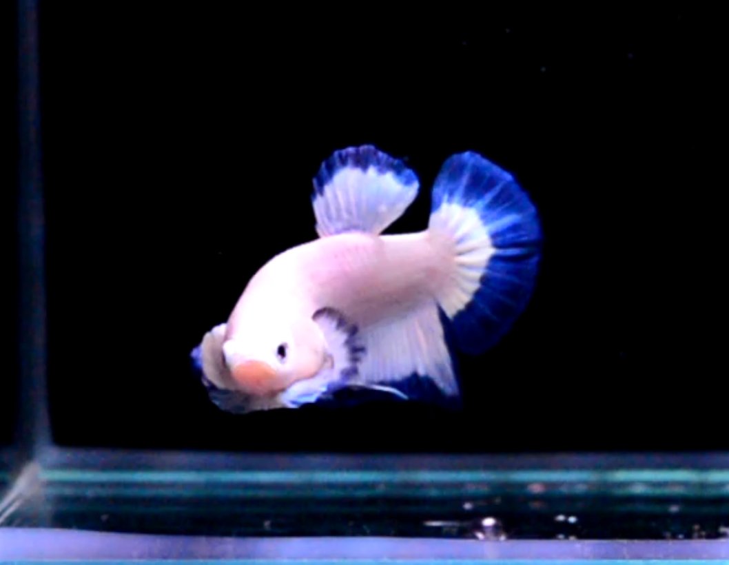 Assorted Betta Blue Rim – Nano Tanks Australia Aquarium Shop