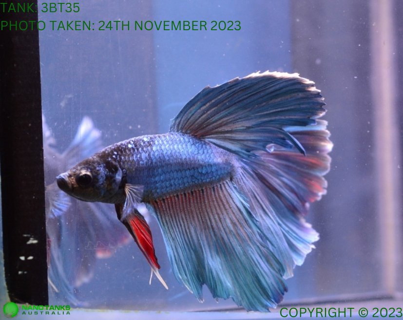 Assorted Blue Base Halfmoon Male Betta – Nano Tanks Australia Aquarium Shop