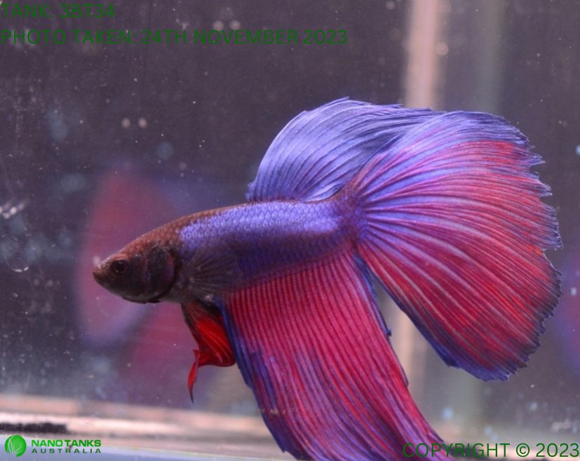 Assorted Blue Base Halfmoon Male Betta – Nano Tanks Australia Aquarium Shop