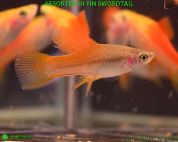 Assorted Hi Fin Swordtail – Nano Tanks Australia Aquarium Shop