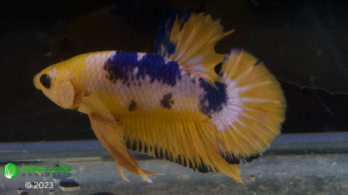 Assorted Premium Grade Yellow Fancy Male Betta – Nano Tanks Australia ...