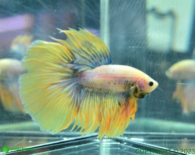 Assorted Yellow Base Halfmoon Male Betta **torn fins** – Nano Tanks ...
