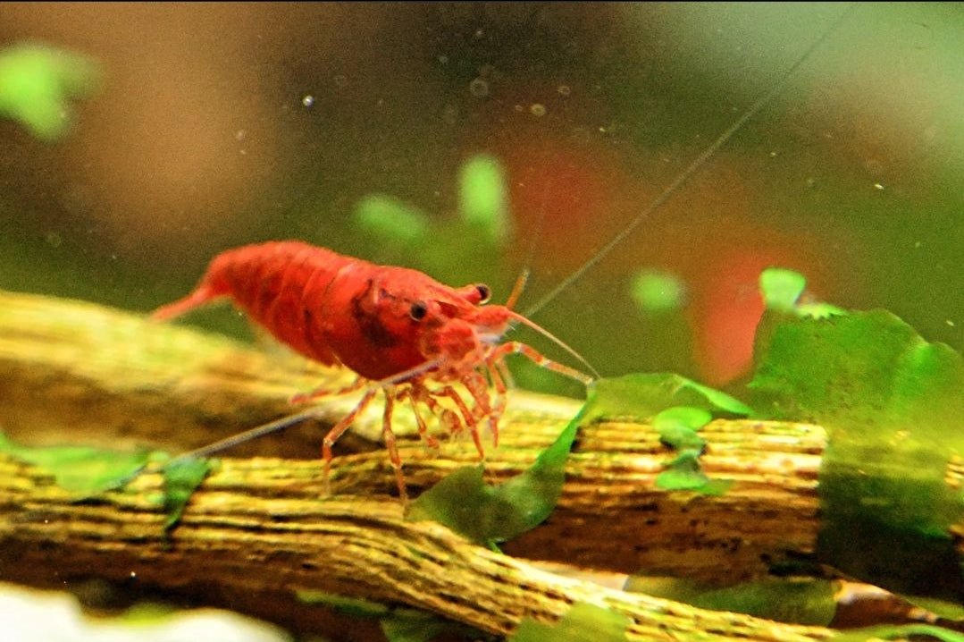 Bloody Mary Shrimp – Nano Tanks Australia Aquarium Shop