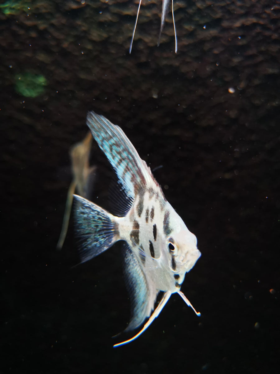 Blue Clown Pinoy Angelfish 3.5cm – Nano Tanks Australia