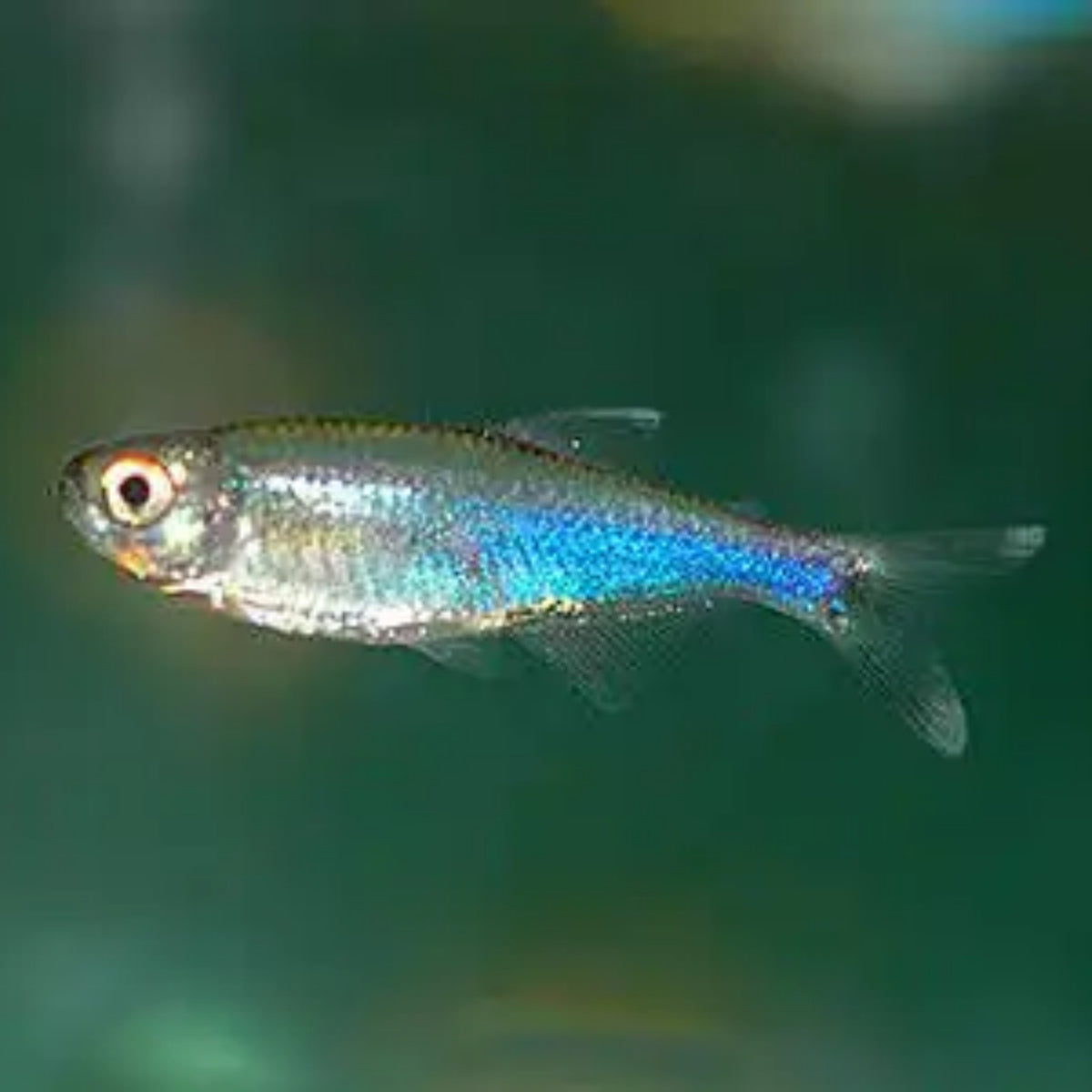 Blue King Tetra (Cochus) 4cm – Nano Tanks Australia Aquarium Shop