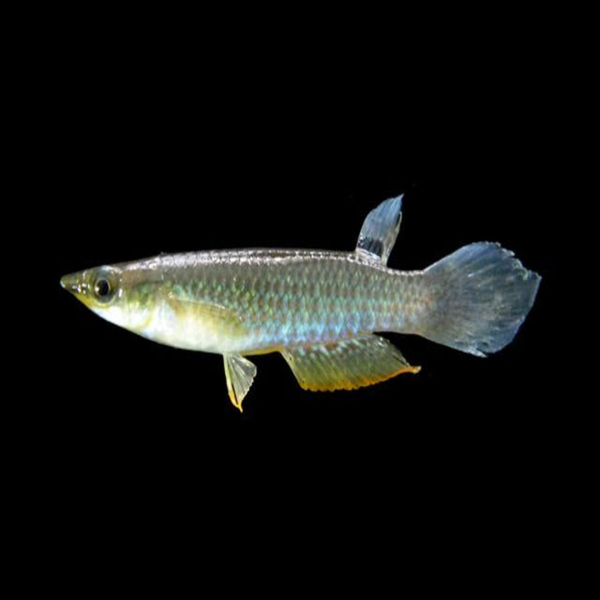Blue Panchax Aplocheilus Panchax – Nano Tanks Australia Aquarium Shop