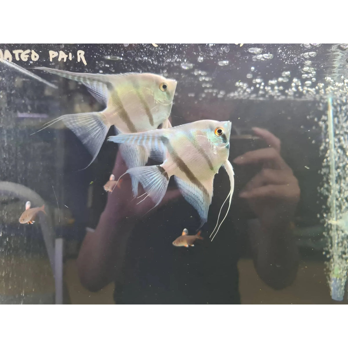 BLUE PINOY ZEBRA ANGELFISH 3-5cm – Nano Tanks Australia Aquarium Shop