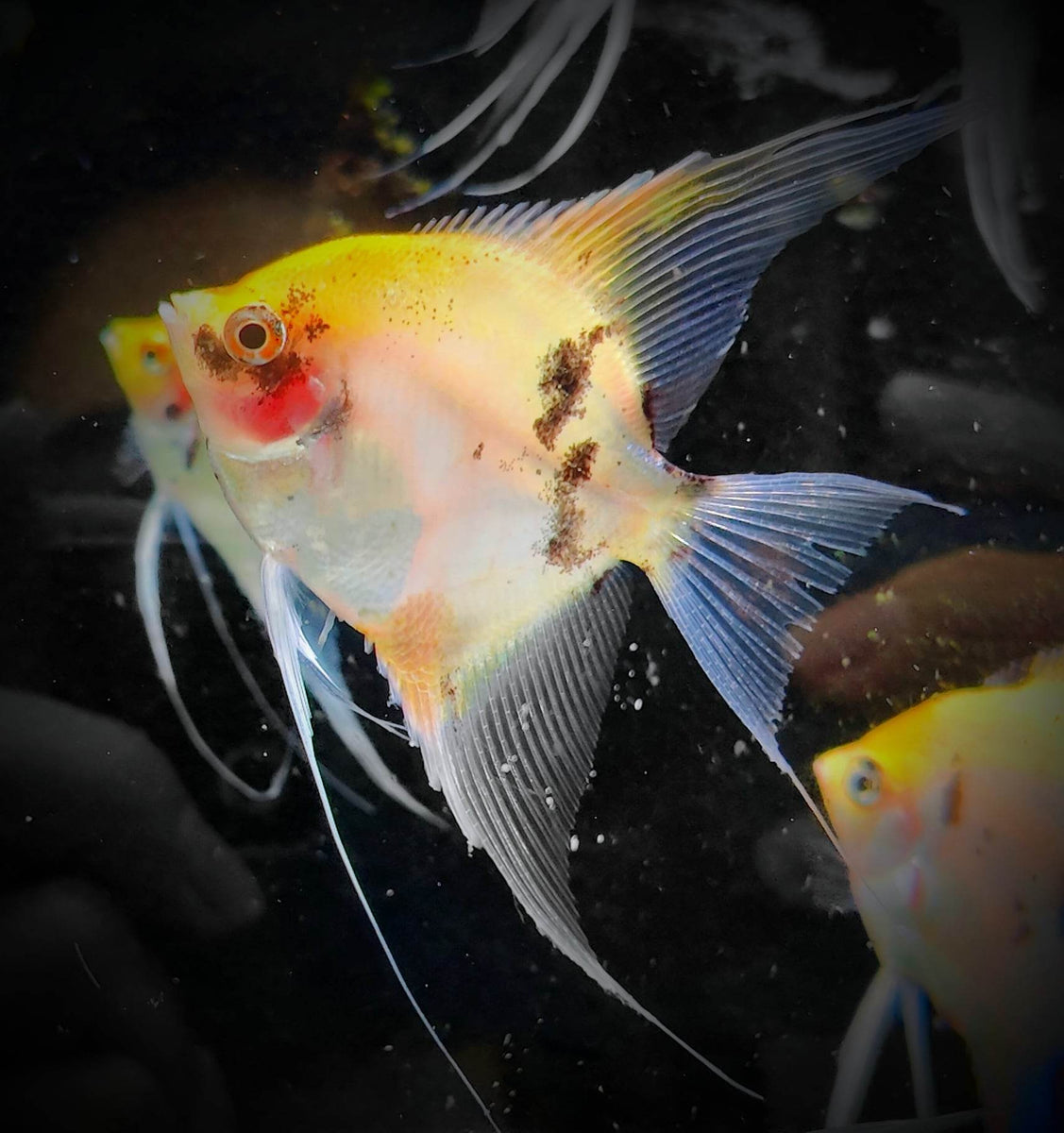 Koi (Blushing) Angelfish 6-7cm – Nano Tanks Australia Aquarium Shop