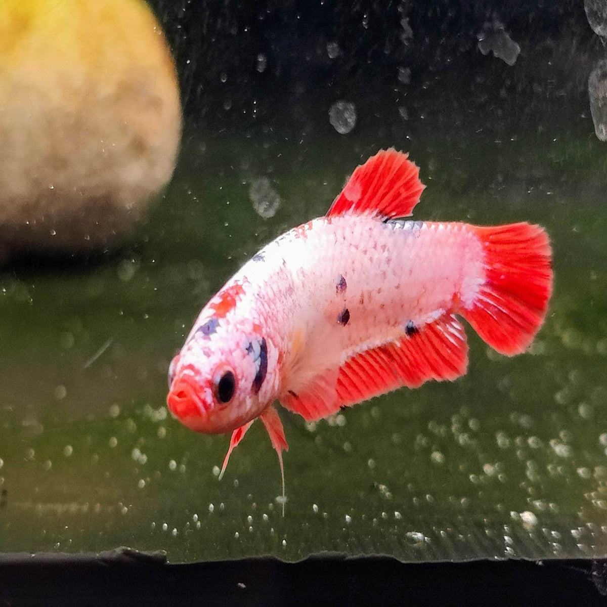 Candy Female Betta – Nano Tanks Australia Aquarium Shop