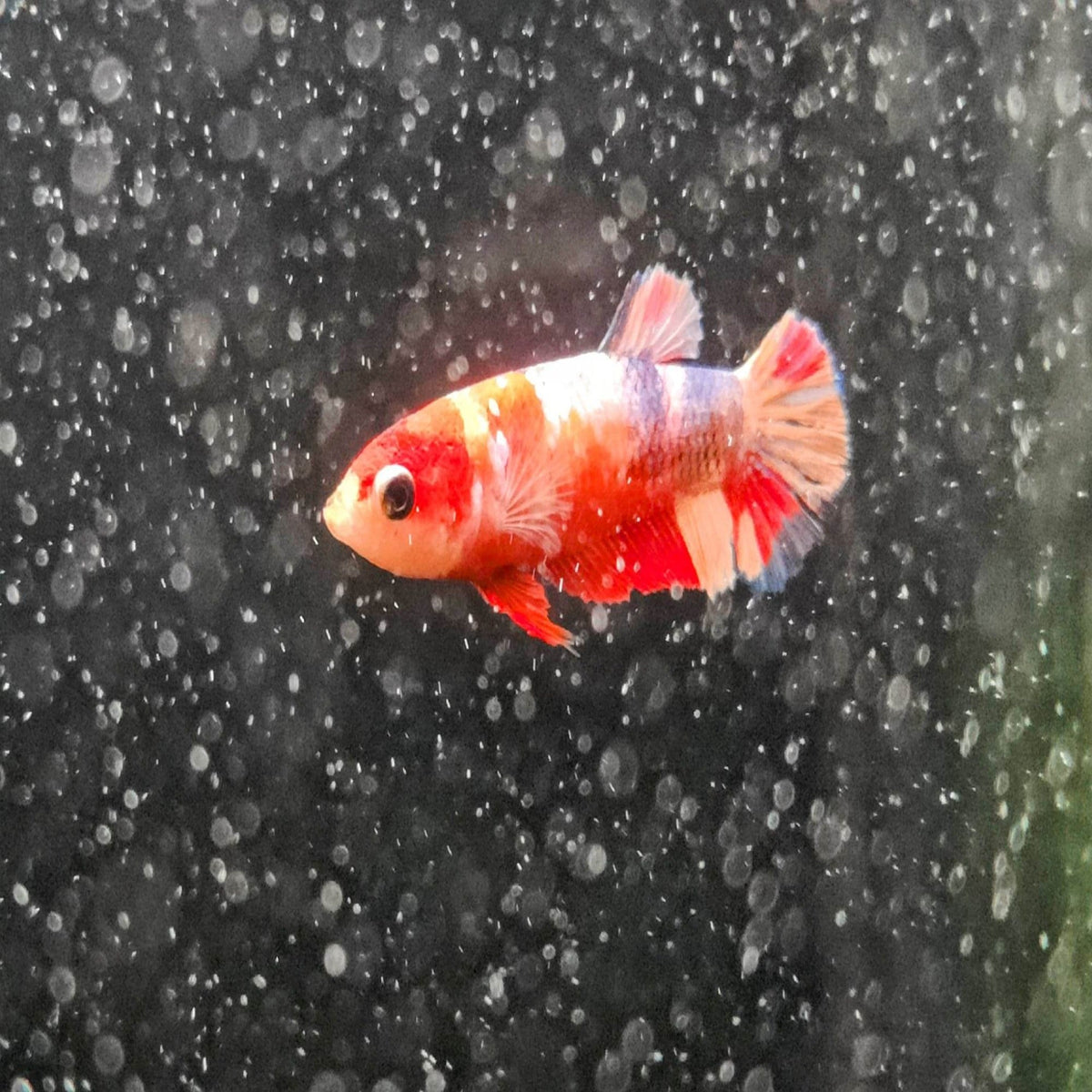 Candy Female Betta – Nano Tanks Australia Aquarium Shop