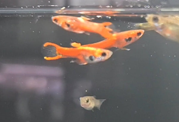 Chilli Endler Pairs – Nano Tanks Australia Aquarium Shop
