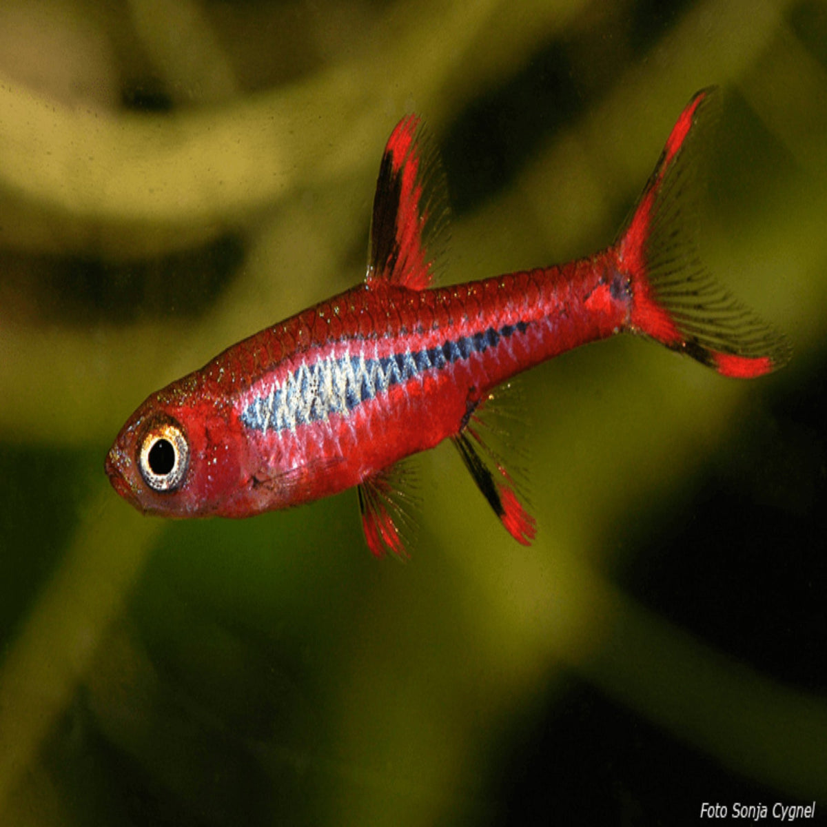 Chilli Rasbora Boraras Brigittae – Nano Tanks Australia