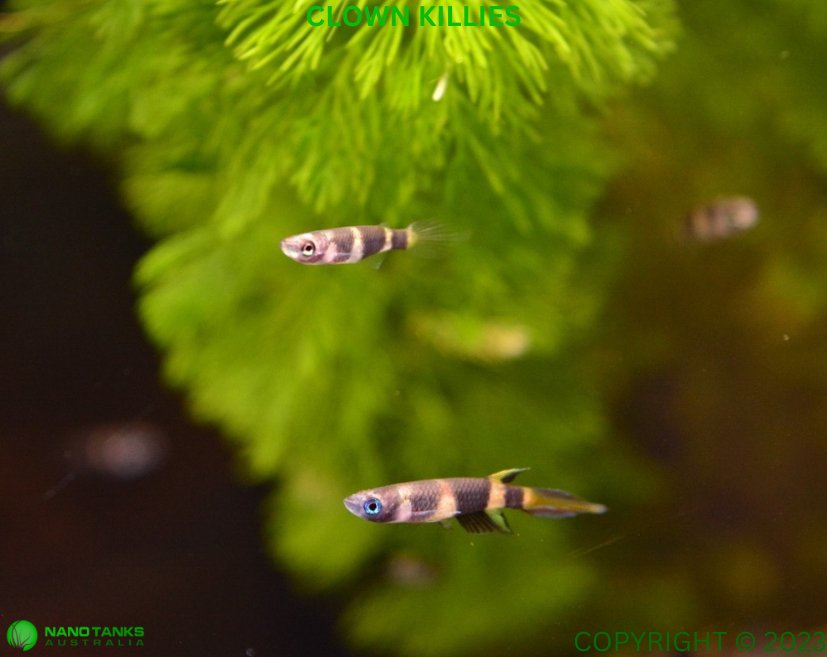 Clown Panchax (Killifish) Epiplatys annulatus Killies – Nano Tanks ...