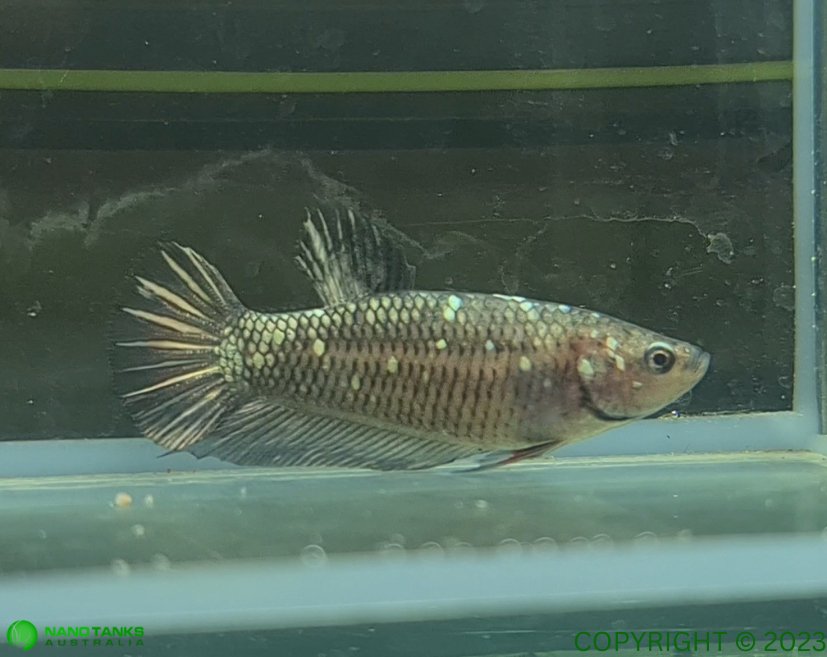 Copper Avatar HMPK Female Betta – Nano Tanks Australia